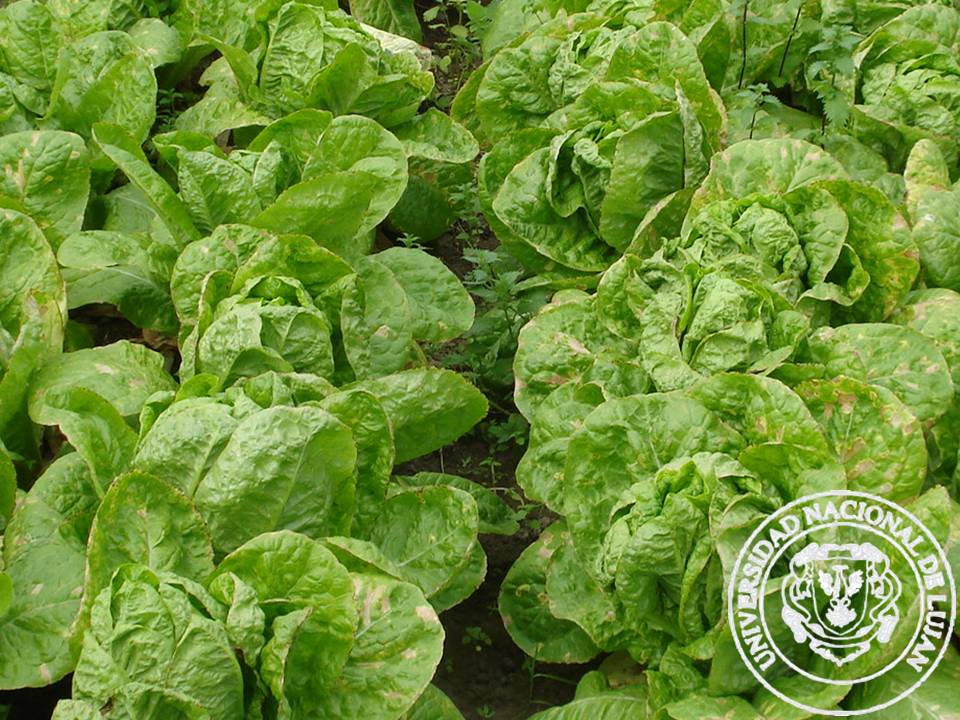 LECHUGA | Patología Vegetal
