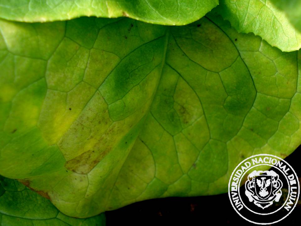 LECHUGA | Patología Vegetal