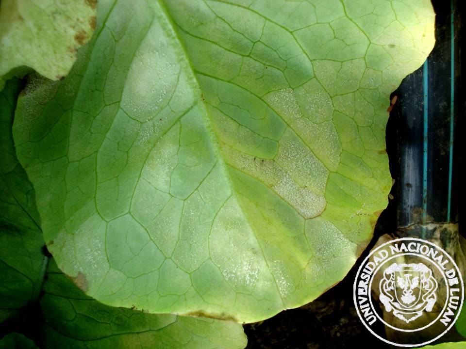 LECHUGA | Patología Vegetal