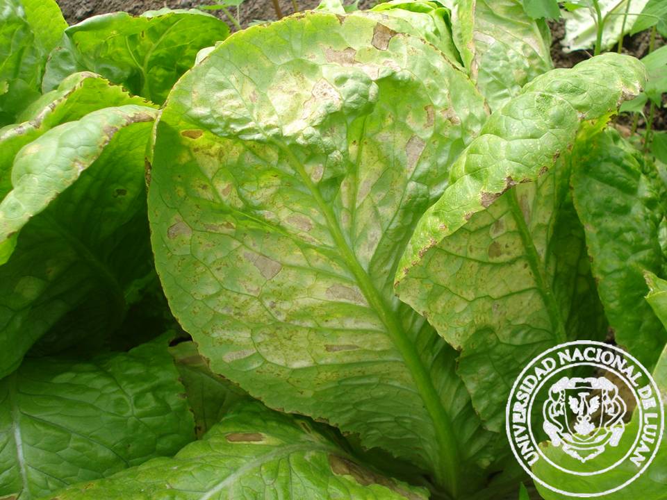 LECHUGA | Patología Vegetal
