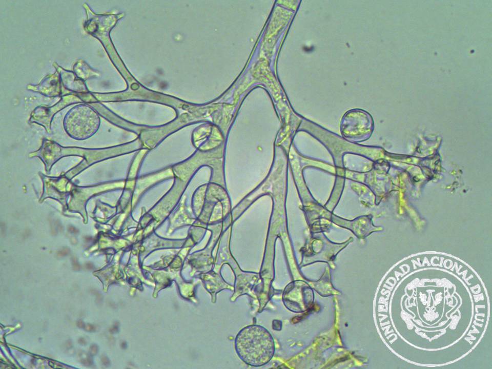LECHUGA | Patología Vegetal