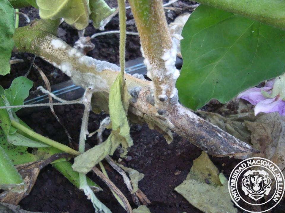 REPOLLO | Patología Vegetal