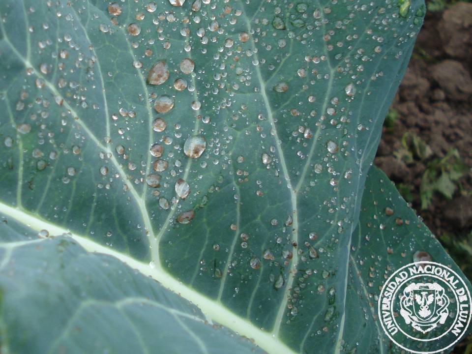 REPOLLO | Patología Vegetal