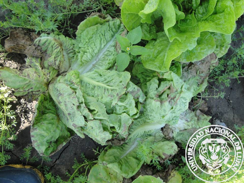 LECHUGA | Patología Vegetal