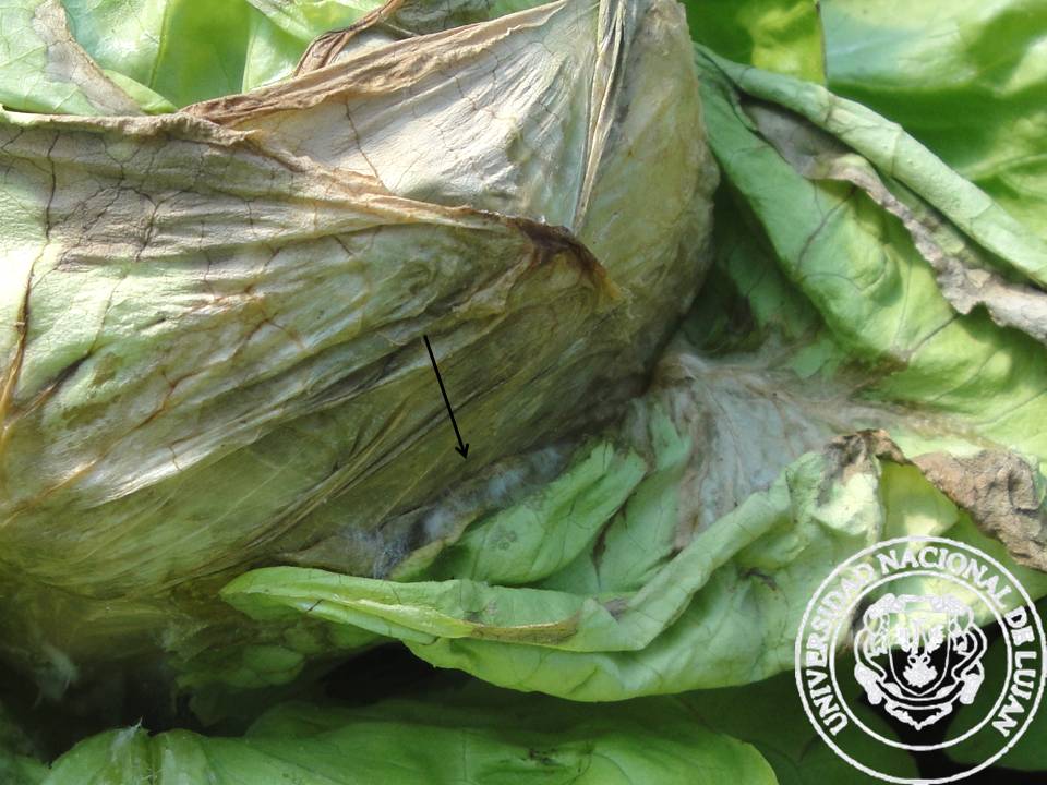 LECHUGA | Patología Vegetal