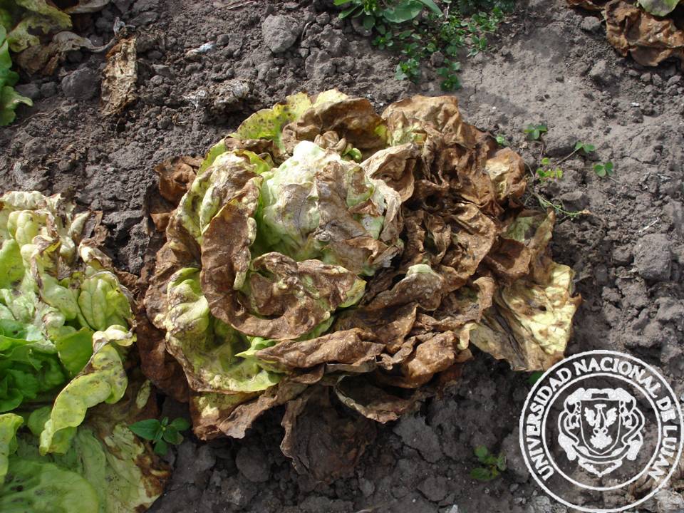 LECHUGA | Patología Vegetal