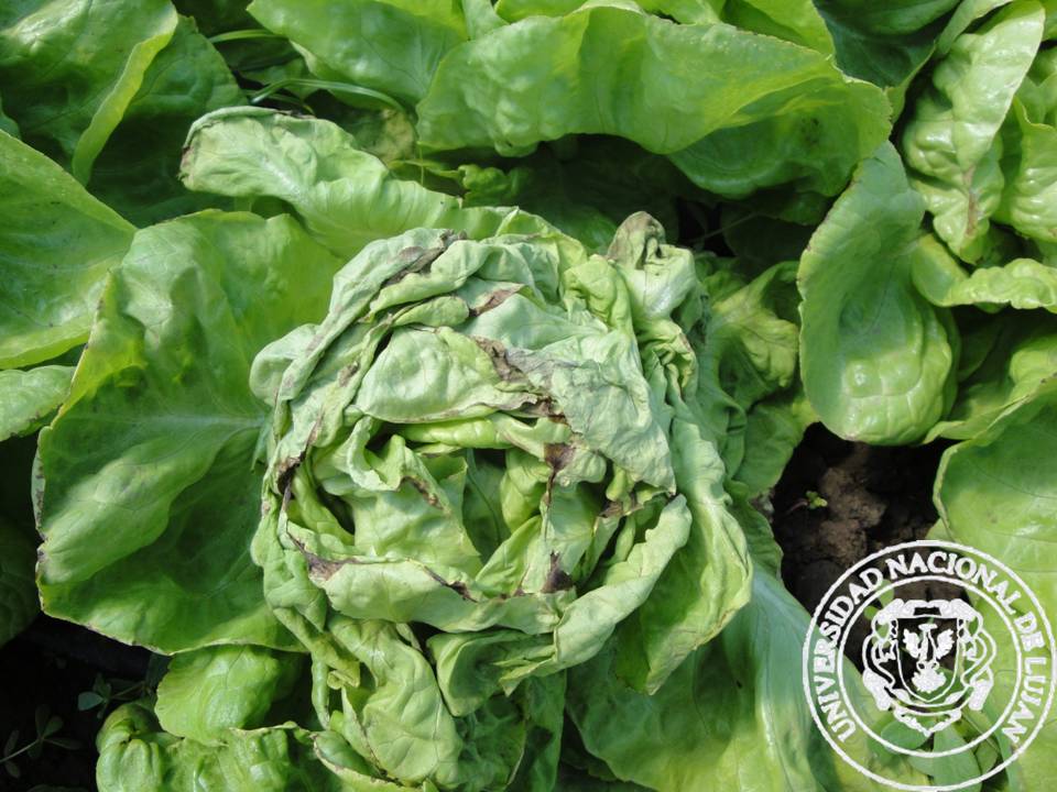 LECHUGA | Patología Vegetal