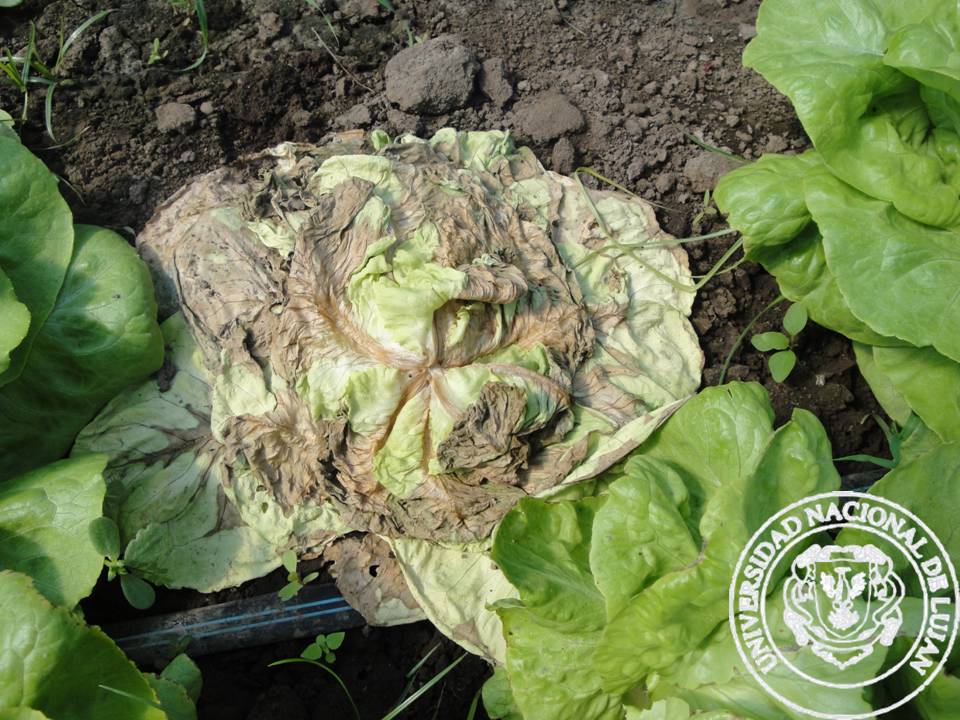 LECHUGA | Patología Vegetal