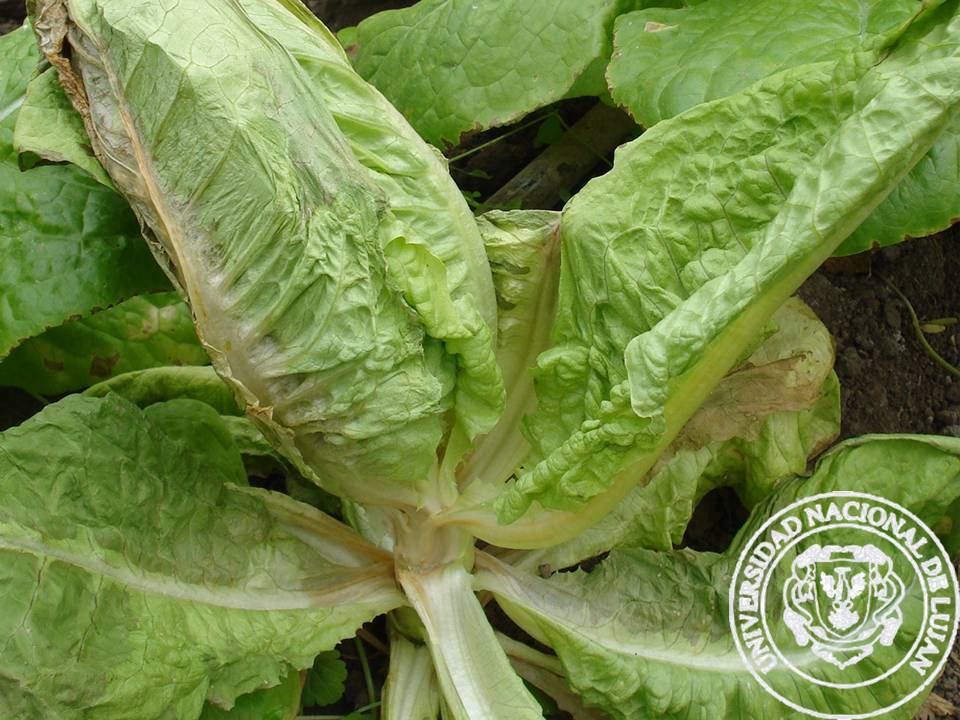 LECHUGA | Patología Vegetal