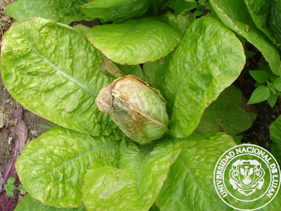 LECHUGA | Patología Vegetal