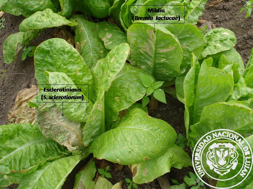 LECHUGA | Patología Vegetal